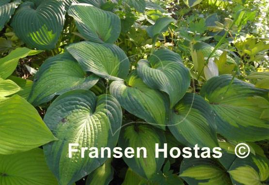 Hosta Margie's Angel - Fransen Hostas